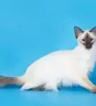 Balinesian Cat.