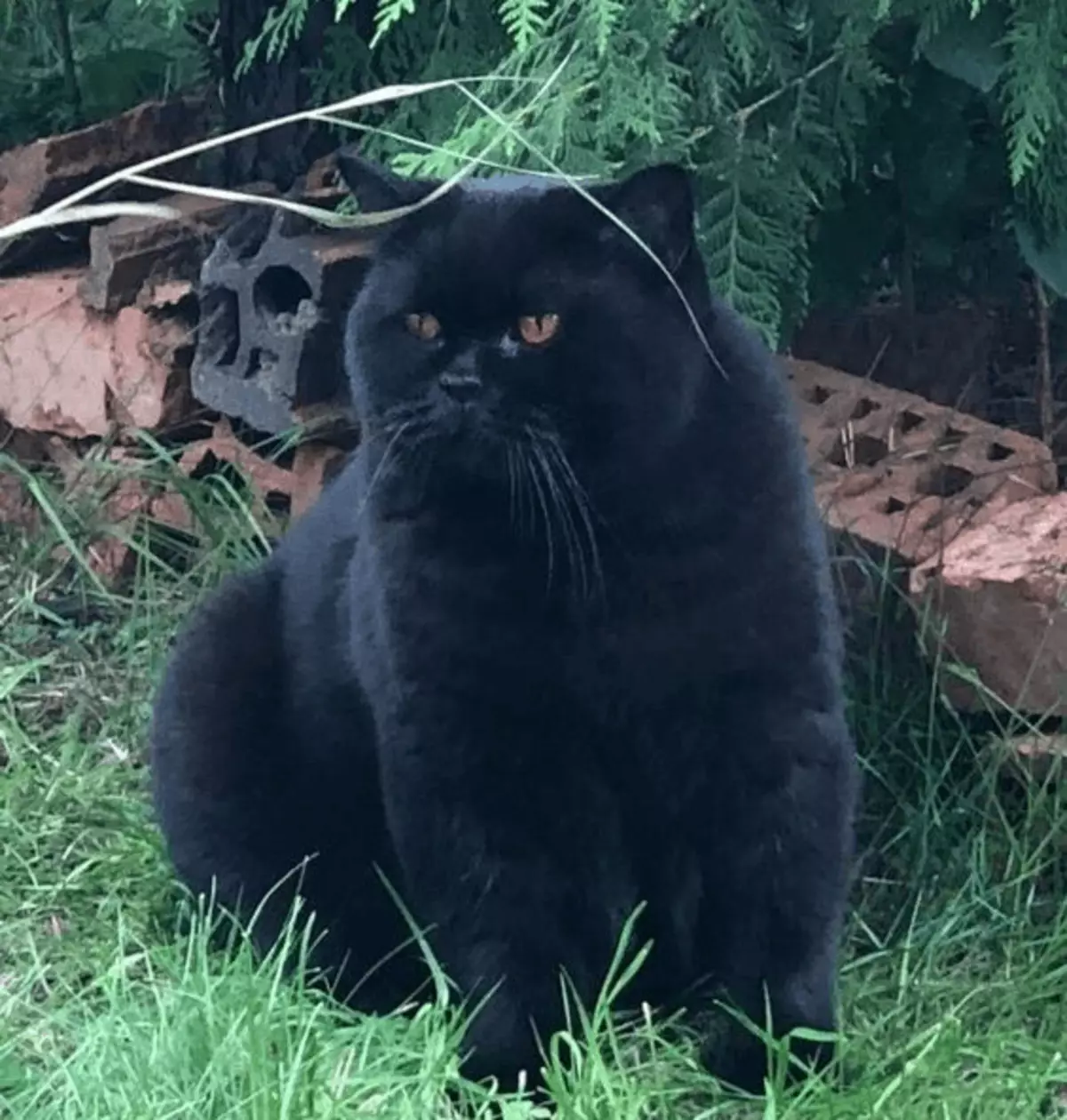 Black Brit: harking kenmerken, karakter en zorg voor kat, foto, kies kitten, British Cat Owners beoordelingen