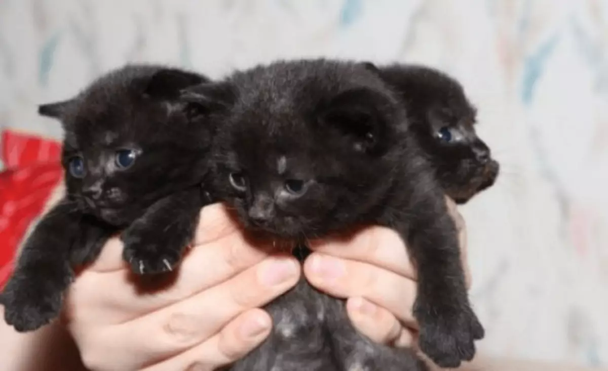 Dudu kittens