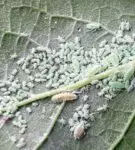 Aphid