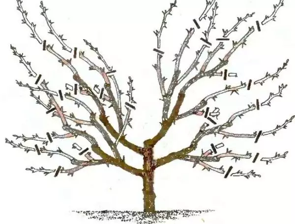 Obrezivanje stabla višnje za odrasle