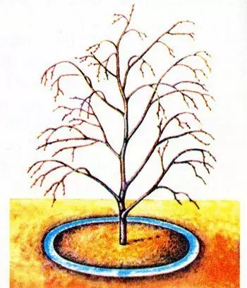 آبیاری یک درخت