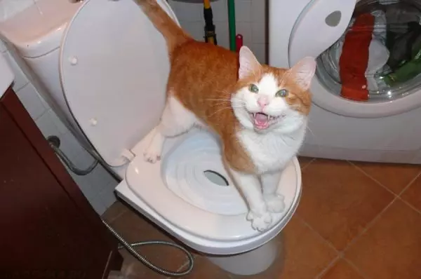 Dispozitive de predare a unei pisici la toaletă