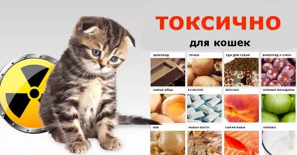 Giftig mat for katter