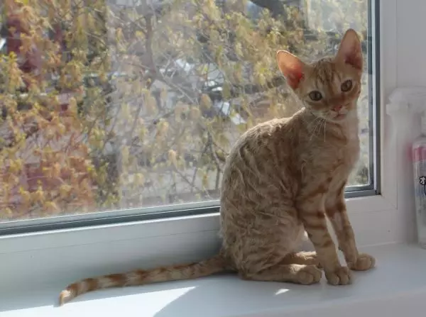Het kitten van de Ural Rex op de vensterbank