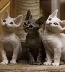 Kittens Devon Rex