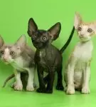 Kornish-Rex Kittens