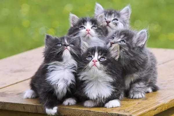 Kittens ya paka ya Norway Cat.
