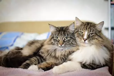 猫和猫