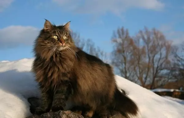 Cat Coedwig Norwyaidd