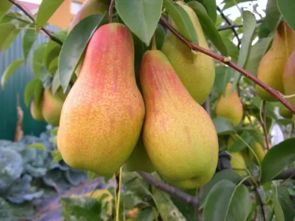 Tagabar خوبصورتی کے پھل