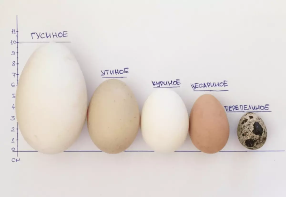 A tojások mérete