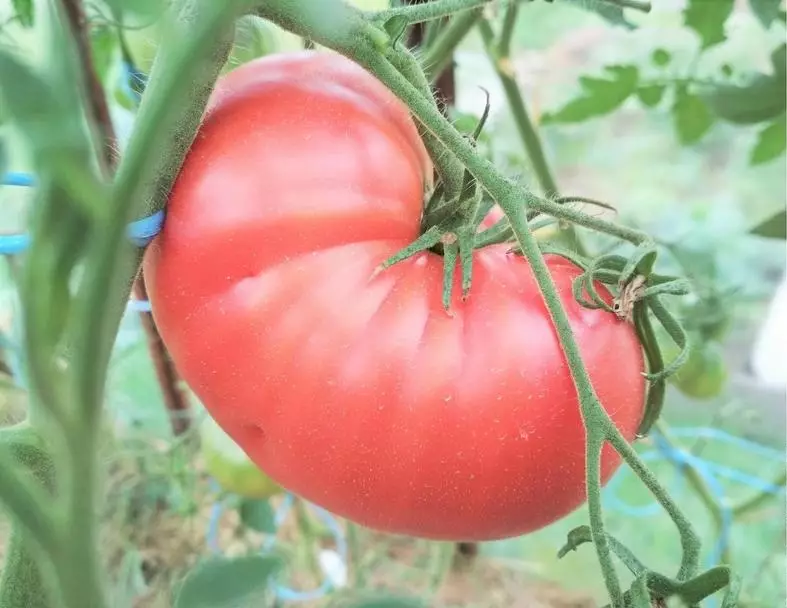 5 odmian pomidorów na dużą skalę 3112_1
