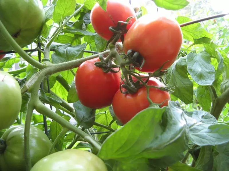 5 odmian pomidorów na dużą skalę 3112_2