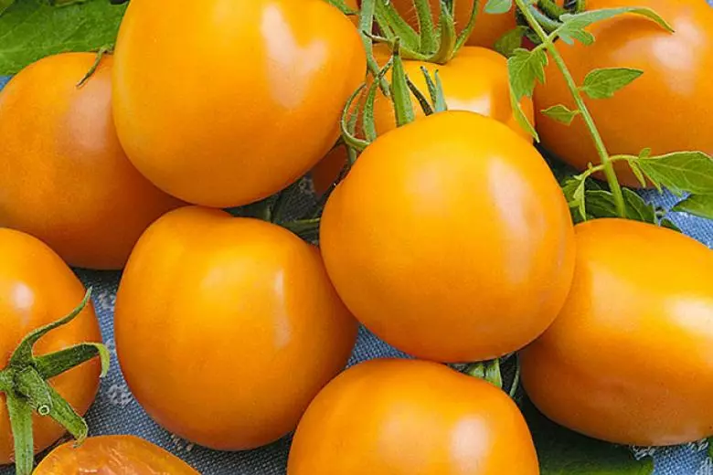 5 odmian pomidorów na dużą skalę 3112_4