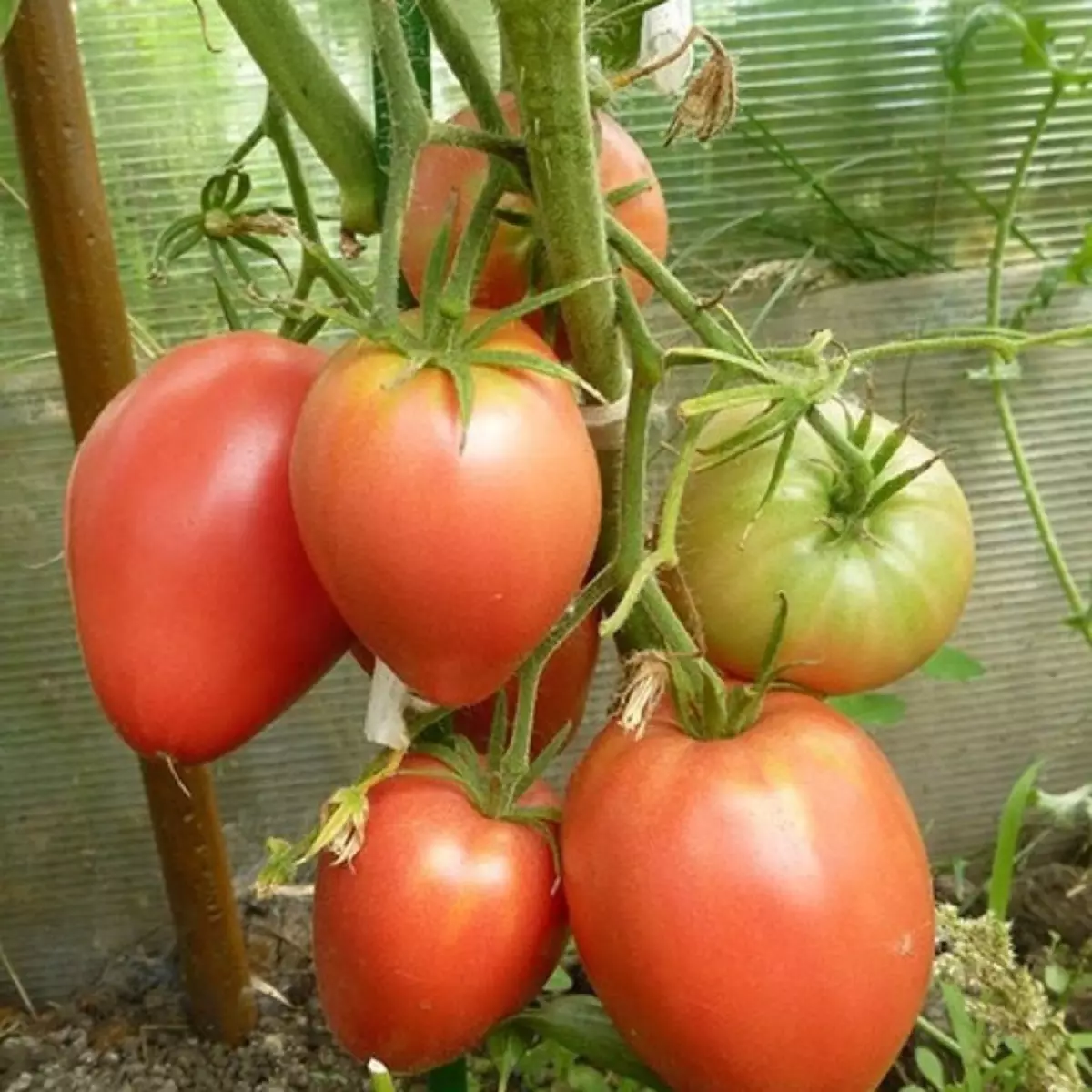 5 velikih varijata rajčice 3112_5