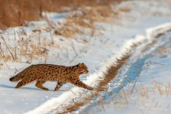Amur ტყის კატა მიდის გზაზე ზამთრის ტყეში