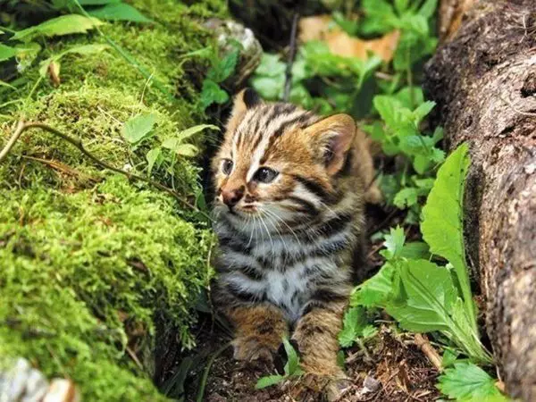 Stugan av Amur Forest Cat går i fördjupningen mellan marshstötarna