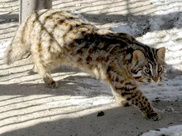 Amur Forest Cat giet op 'e volier side