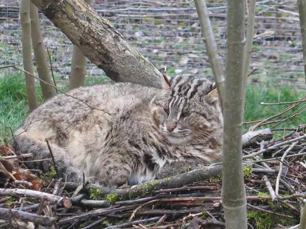 Amur Forest Cat lies on branches in the aviary