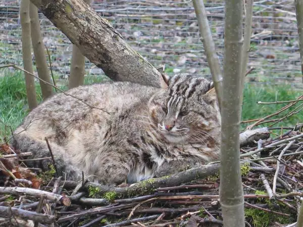 Amur Forest Cat leit op tûken yn 'e Aviary