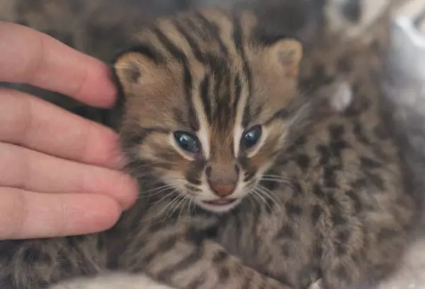 Ekialdeko basoko kitten urruneko gizonaren eskua