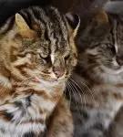 A pair of Far Eastern cats sits in shelter