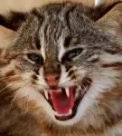 Kucing Amursky memukul, membuka mulut dengan taring