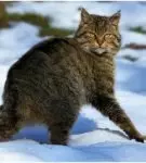 Kucing Amursky berdiri di atas salju dan melihat ke belakang