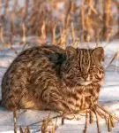 Amursky კატა ზის თოვლის დაფარული