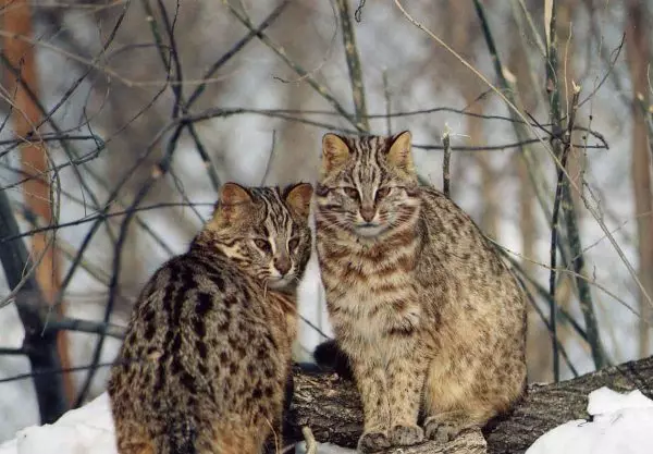 Two Amur Cat sit on the snow