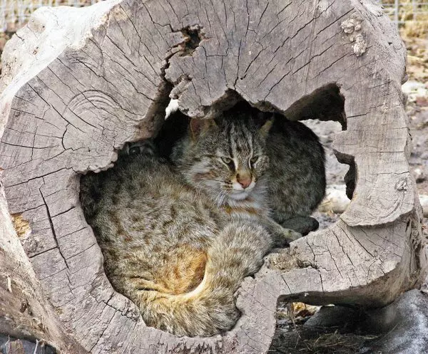 Amur Forest Cat gömde sig i ett ihåligt träd