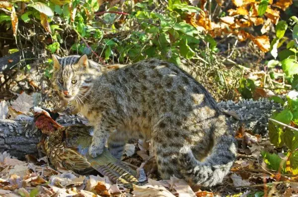 Amur meža kaķis nozvejotas fazāns