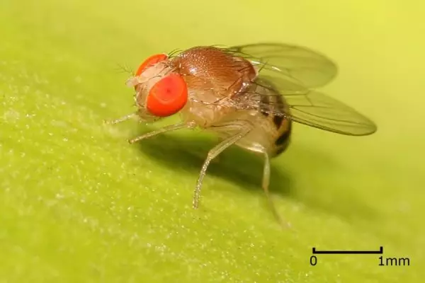 Drosophila.