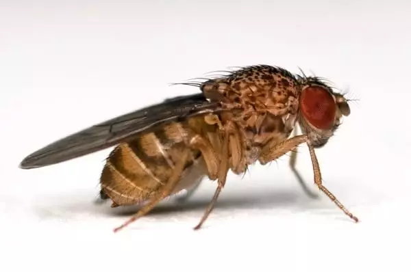 Ya Drosophila