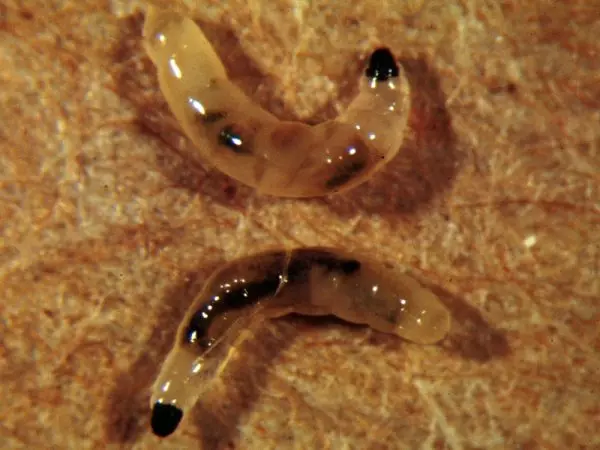 Sciiarid larvaları