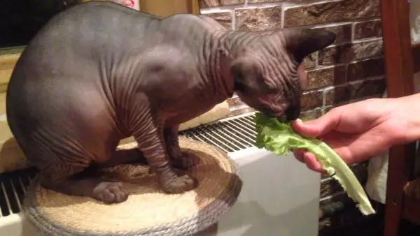 Don Sphinx ჭამს სალათი ფურცელი