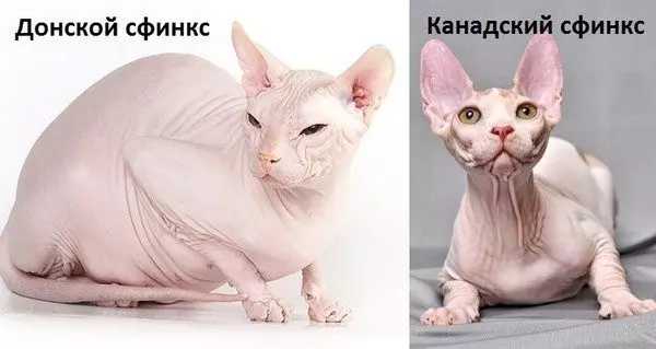 Kanadaly we don sphynx