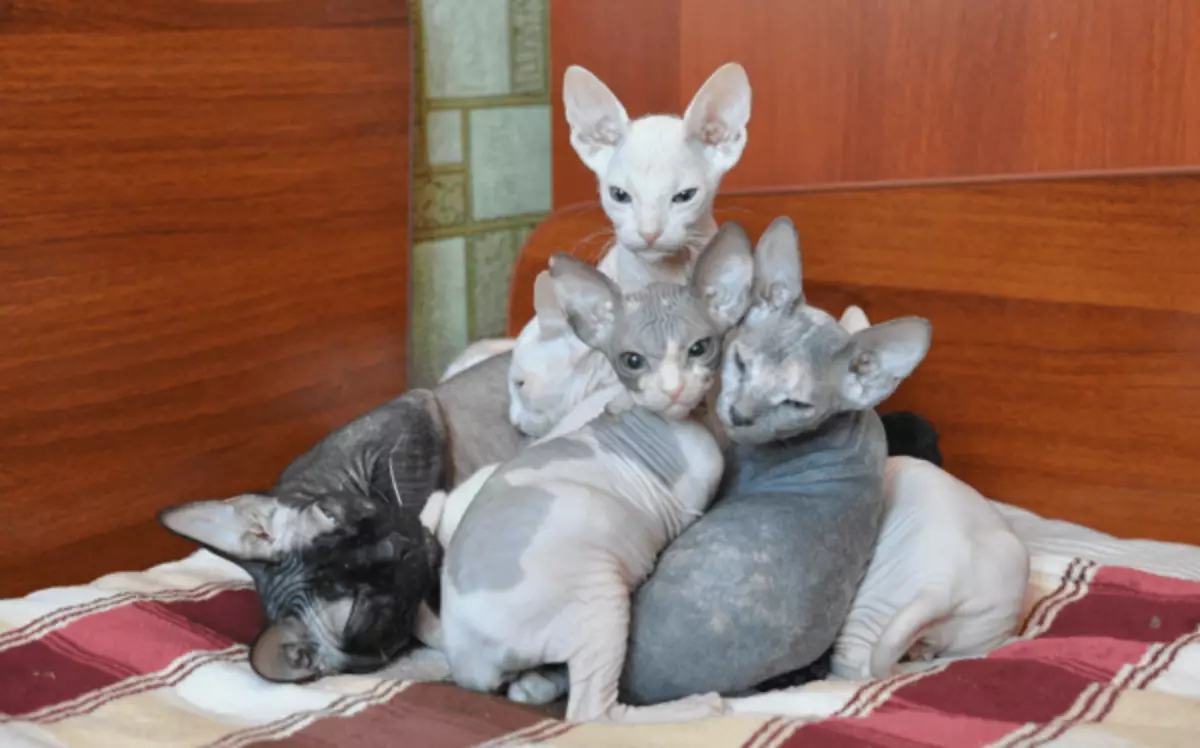 Kittens yeiyo don sphinx