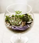 Florarium në një gotë