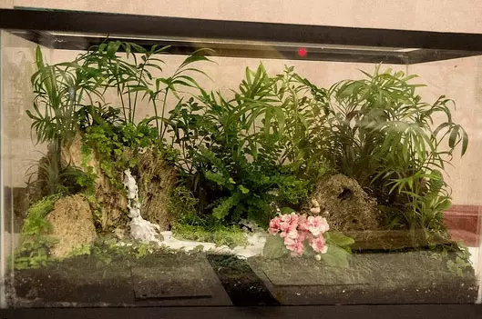 Florarium tvertnē akvārijam