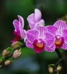 Orquídea falenopsis.