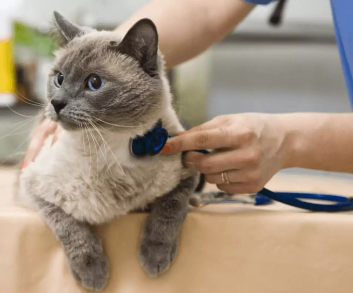 Kass veterinaararst