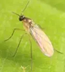 Gurken komarick