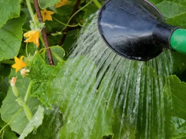 Watering komkommers fan marren