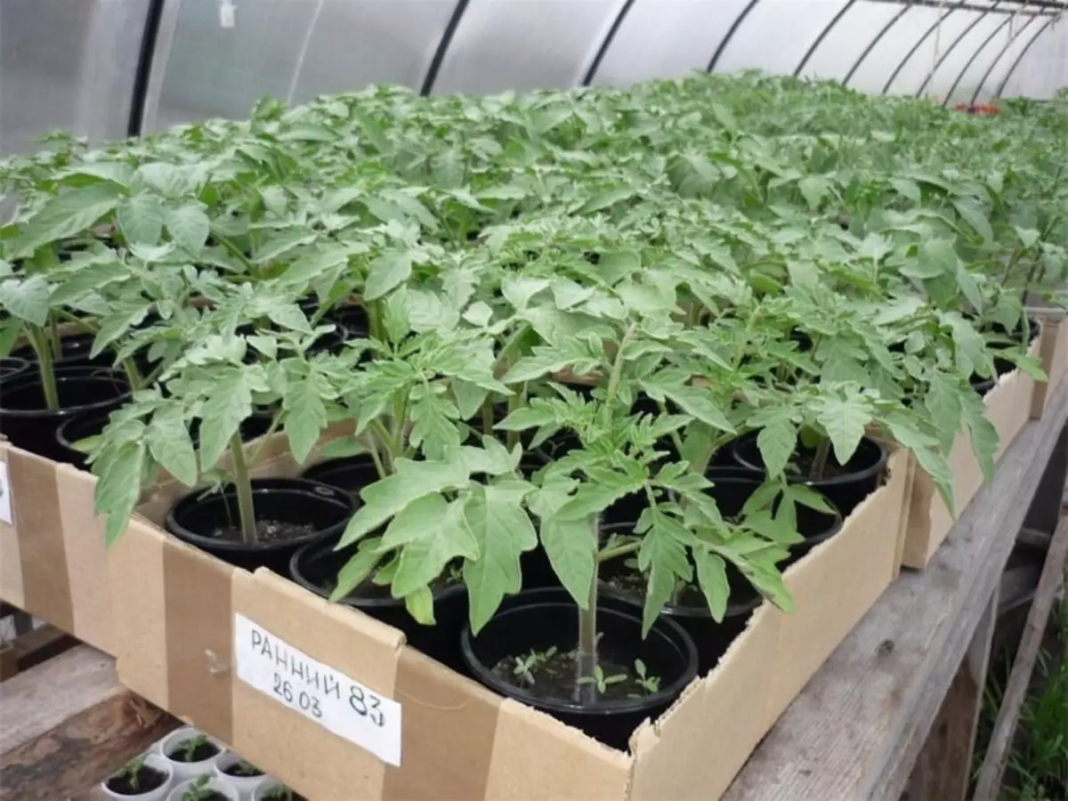 5 важливих моментів при вирощуванні розсади томатів