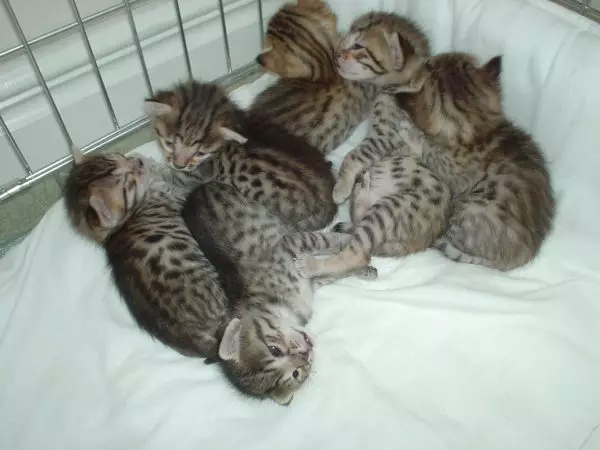 Kittens Mau.