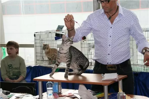 Egyptian Mau at the exhibition