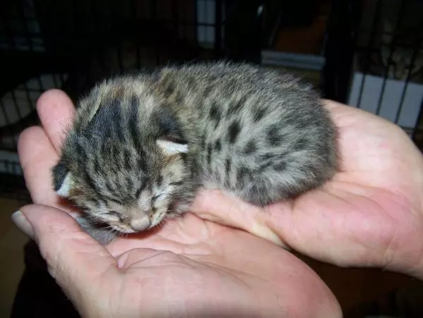 MAU kitten on his palms