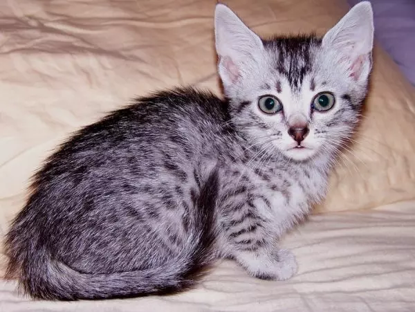 Kitten Egyptian Mau.